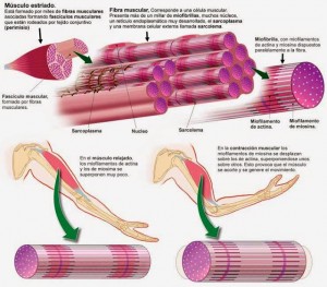 Los Músculos - Radiología & Salud