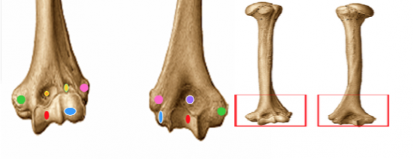 Anatomía Radiológica del Brazo - Radiología & Salud